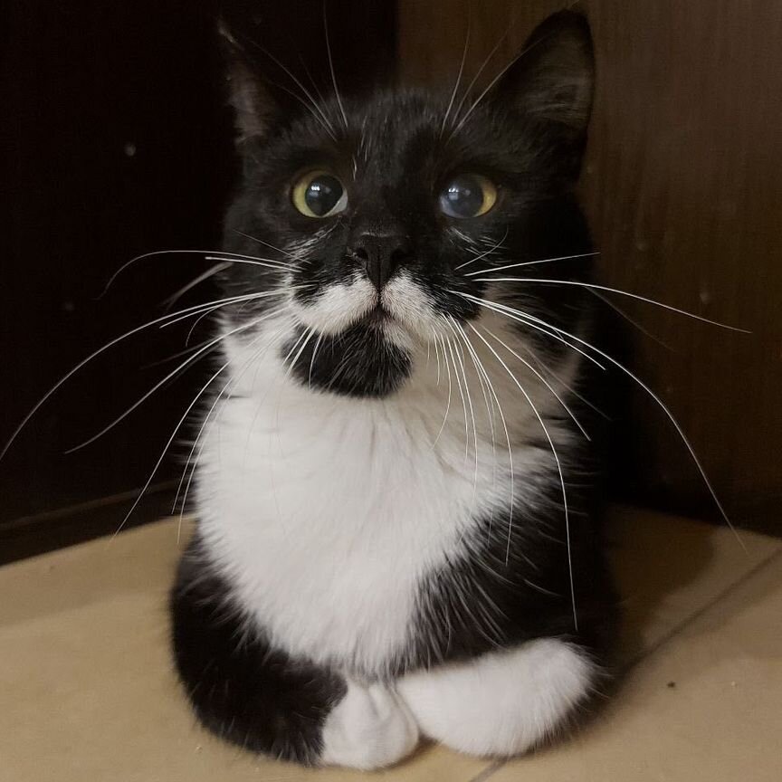 Взрослая, кошка в добрые руки