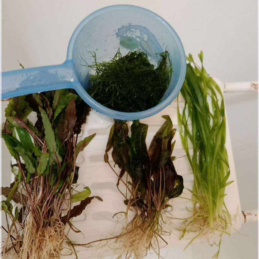 Аквариумные растения