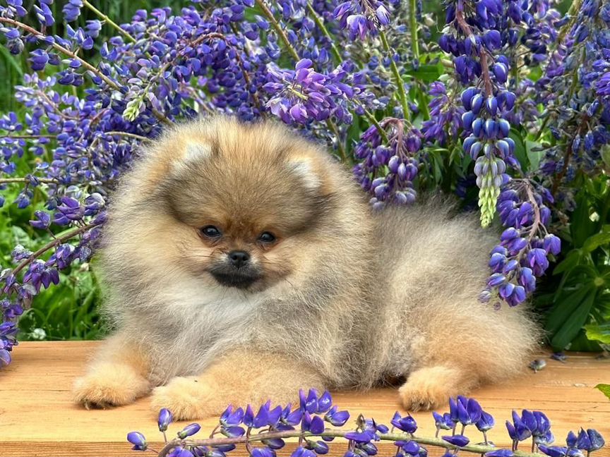 Померанский шпиц