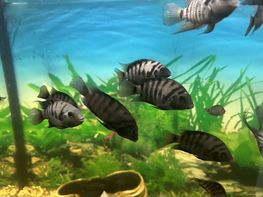 Рыбы цихлиды обмен/продажа