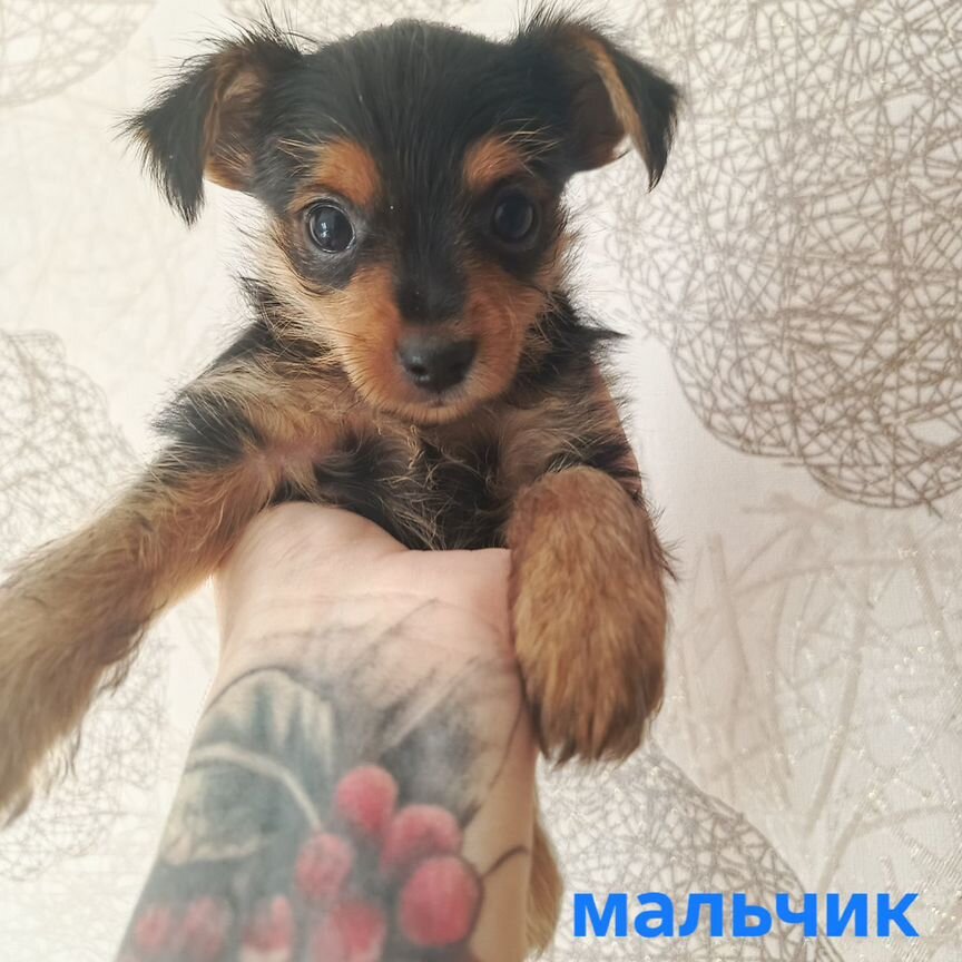 Йоркширский терьер, щенок