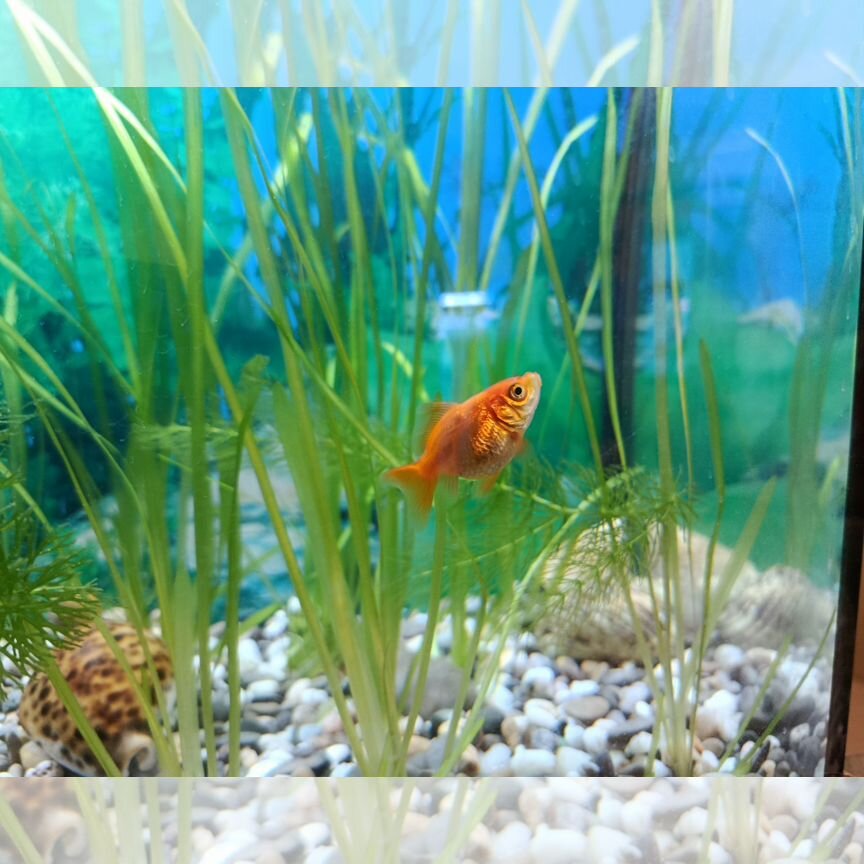 Золотая рыбка