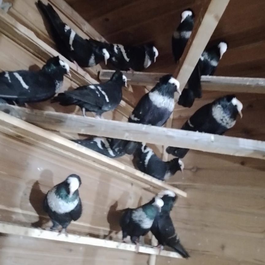 Продаю голубей