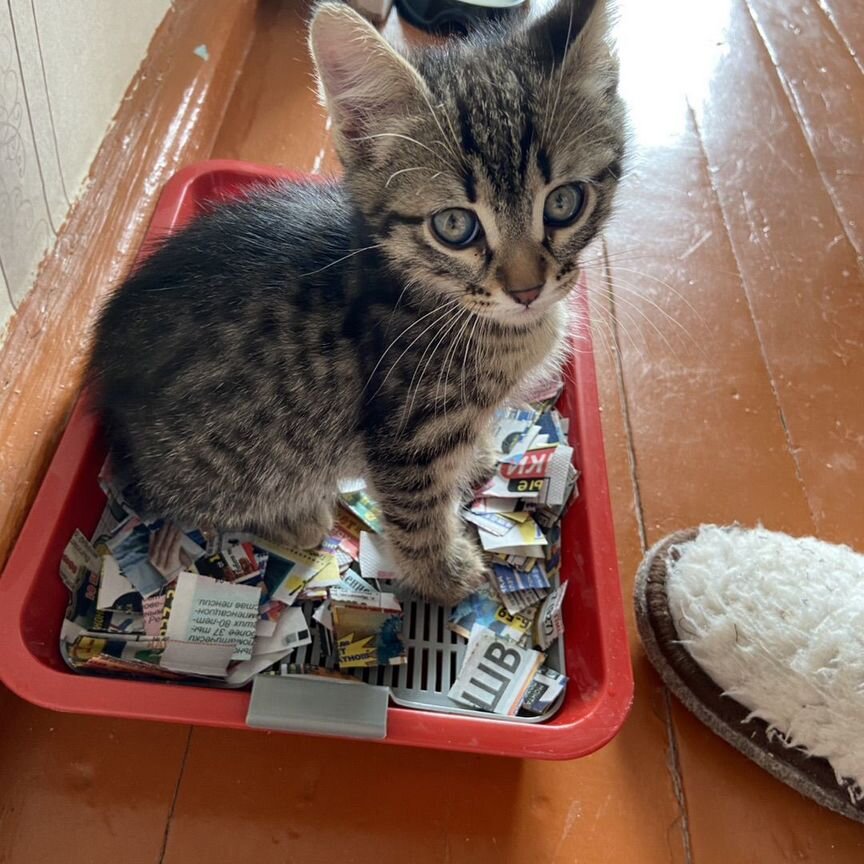 Мальчик бенгал