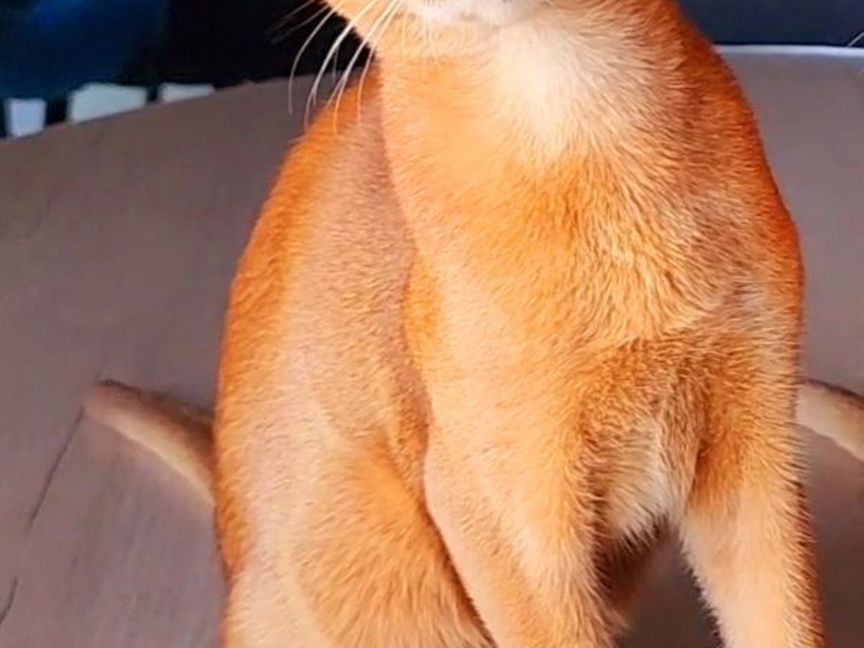 Абиссинский кот