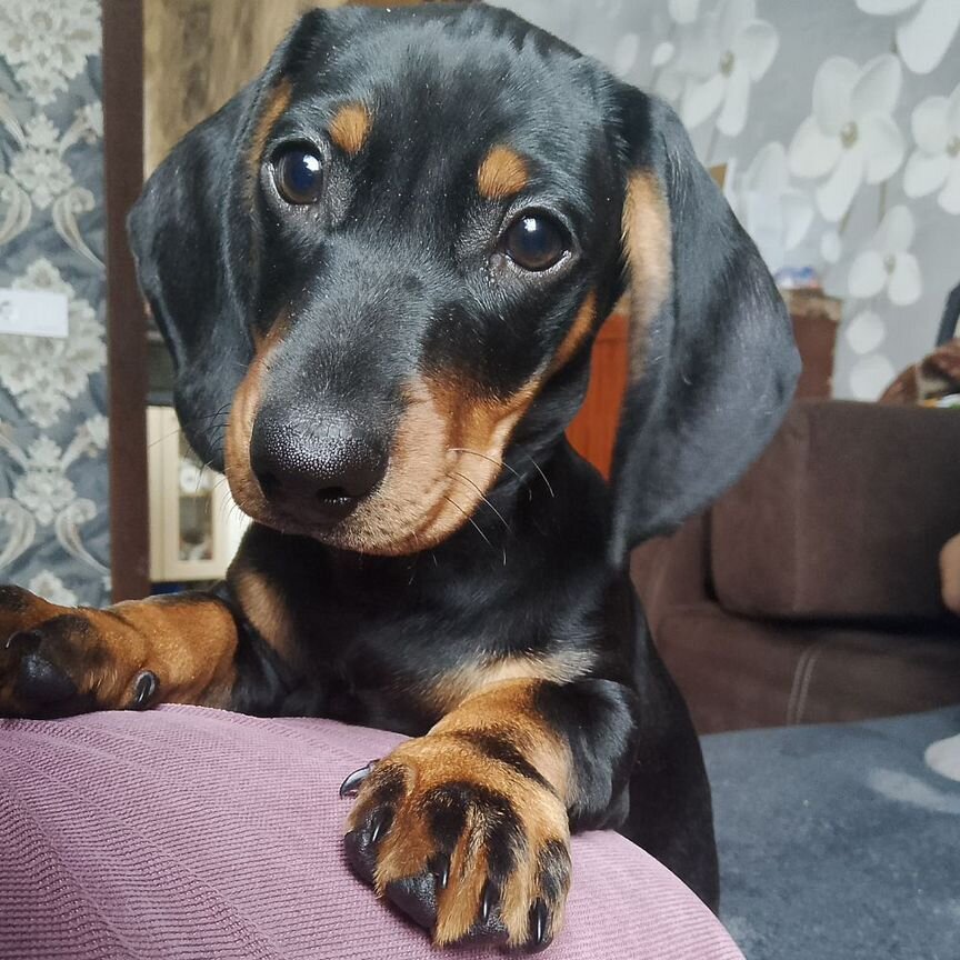 Такса, щенок