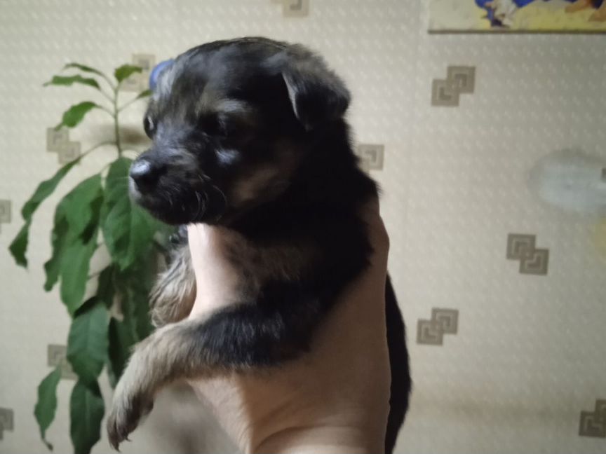 Метисы йорка