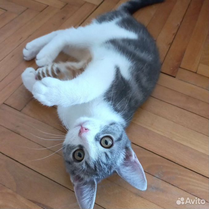 Лучезарный котенок ищет семью
