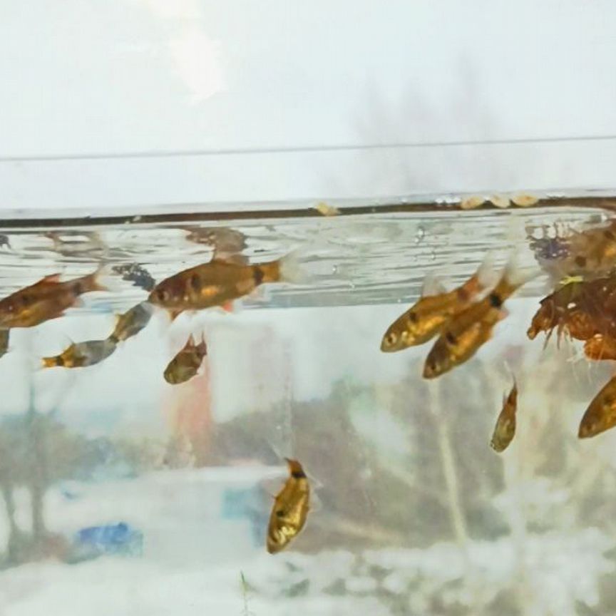 Барбус алый