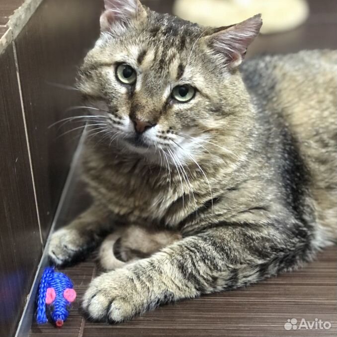 Отличный котик в семью