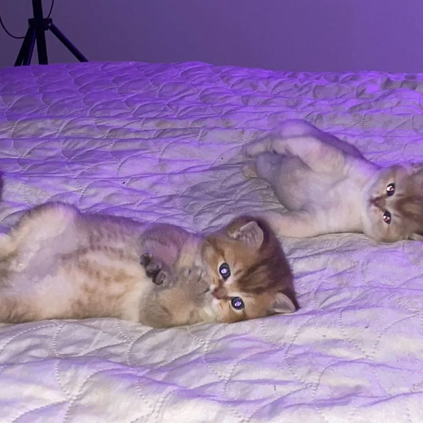 Шотландские котята