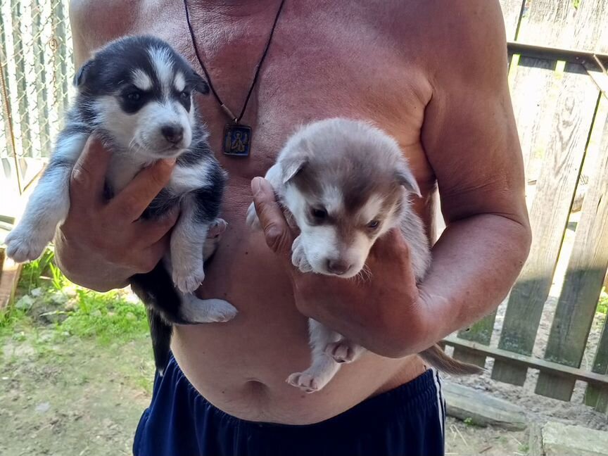 Кутята лайки в добрые руки