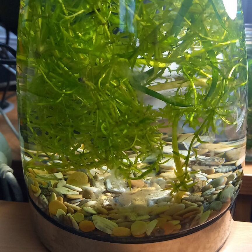 Аквариумные растения