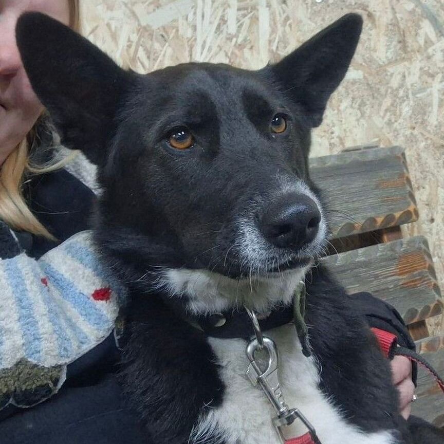 Взрослая собака в добрые руки