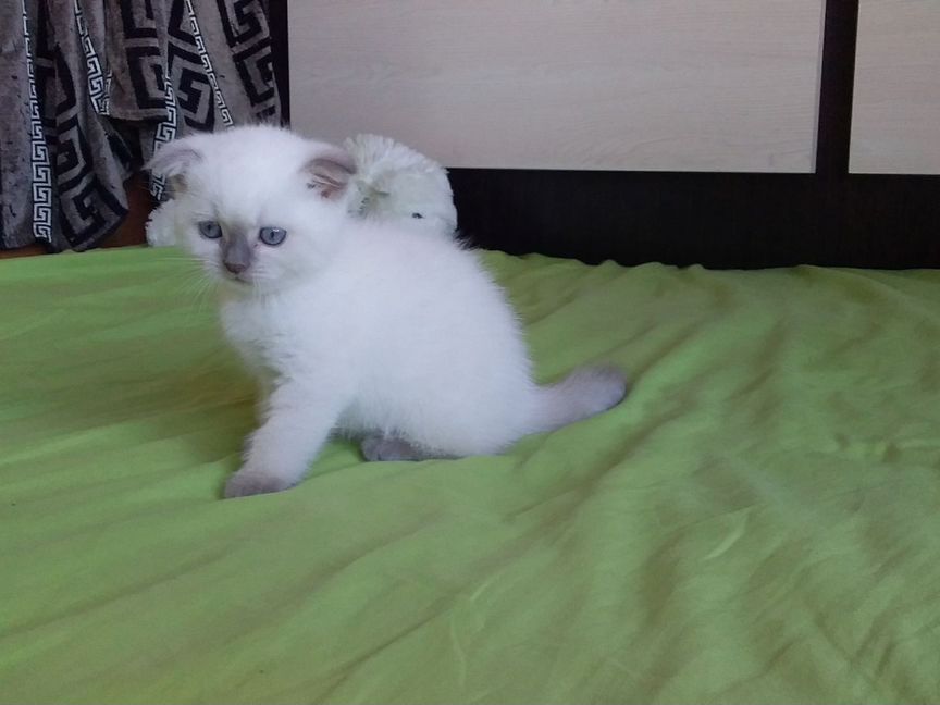 Клевые голубоглазые чистокровные котята