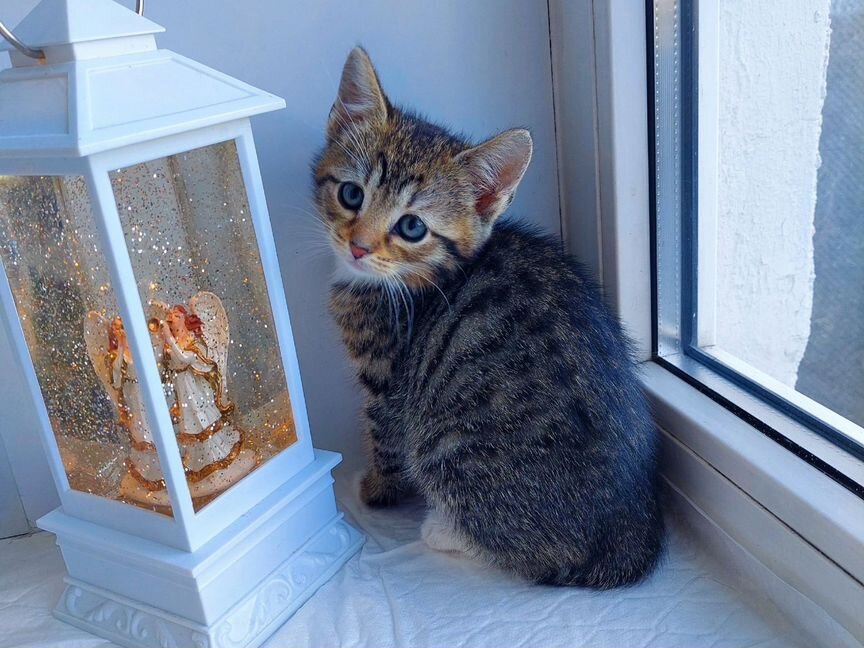 Котенок Машенька