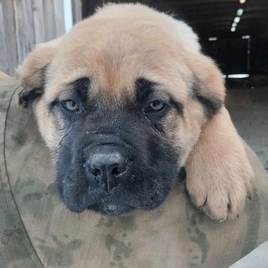 Гампр, щенок