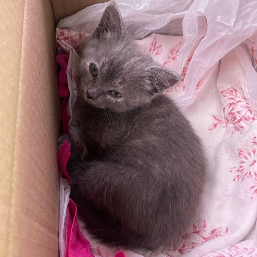 Котята в добрые руки