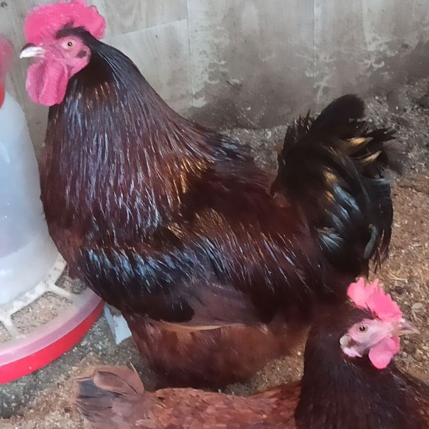 Куры петухи