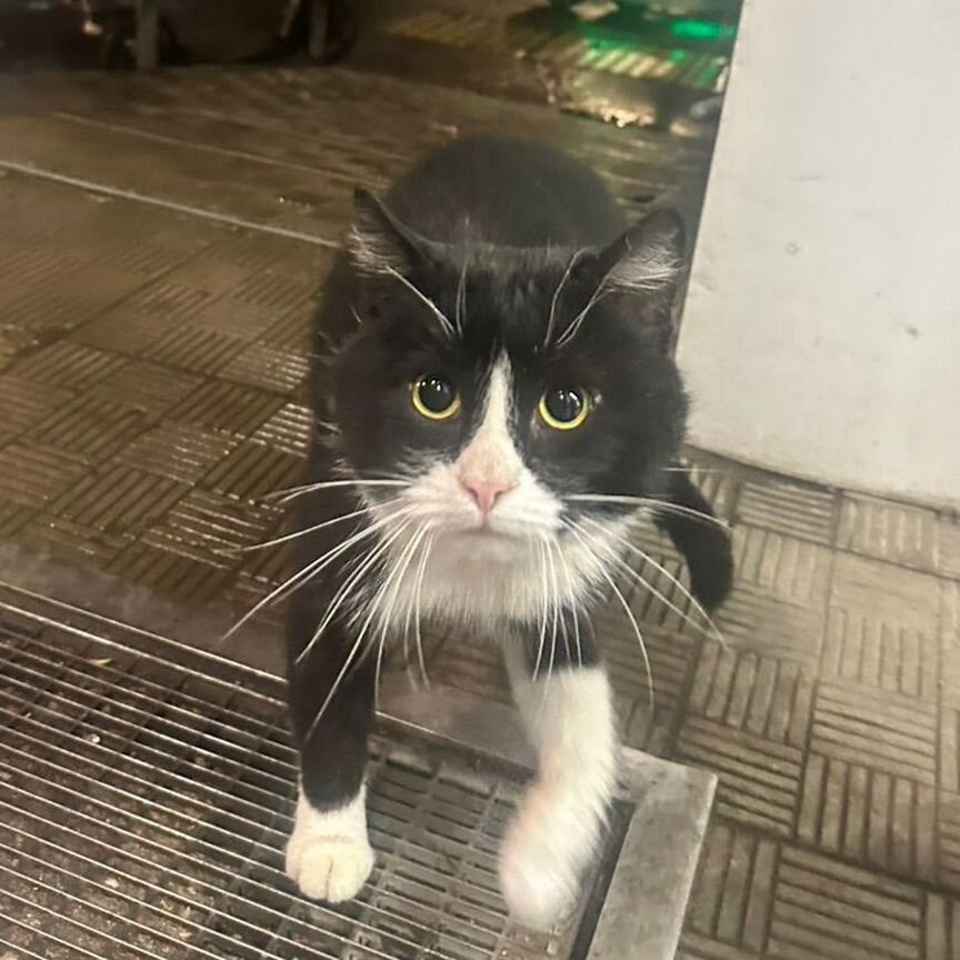 Взрослый кот в добрые руки