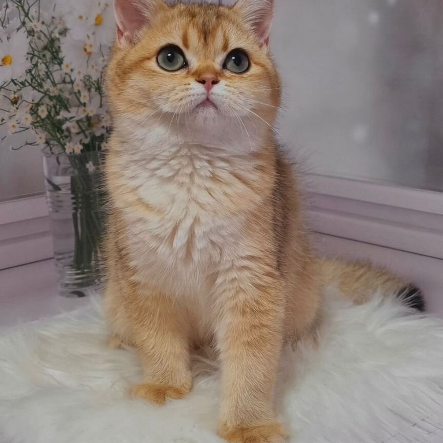 Шотландский Скоттиш Страйт SFS71 ny11