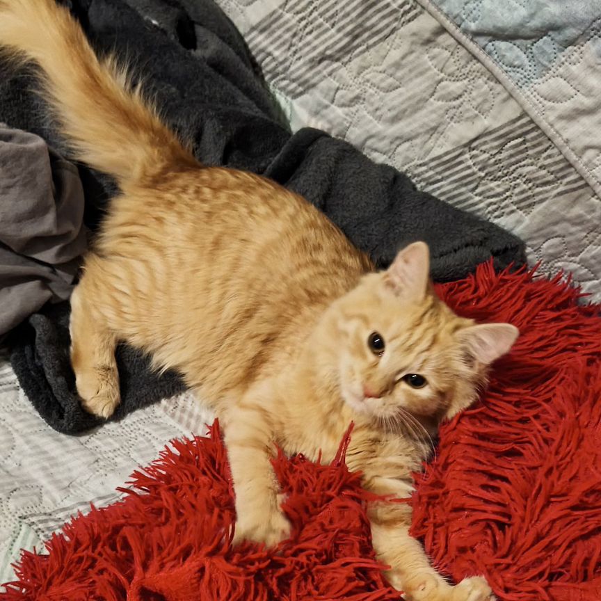 Котёнок в добрые руки