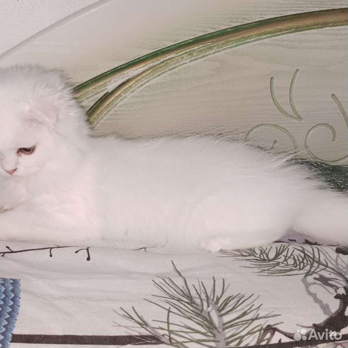 Серебристая шиншилла белоснежный барс