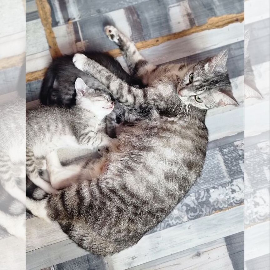 Котёнок в добрые руки