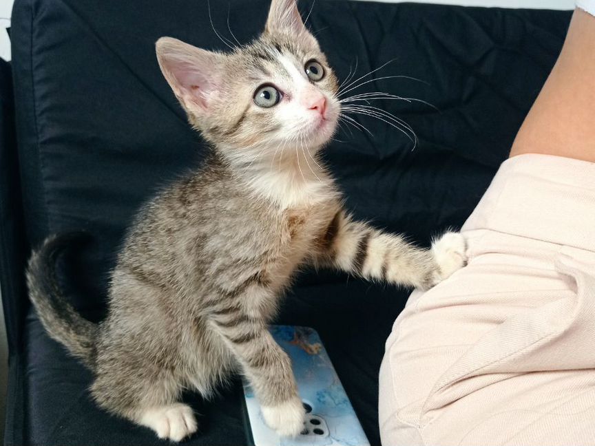 Отдадим в добрые и любящие руки котенка