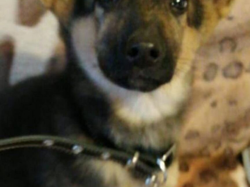 Щенок в добрые руки бесплатно