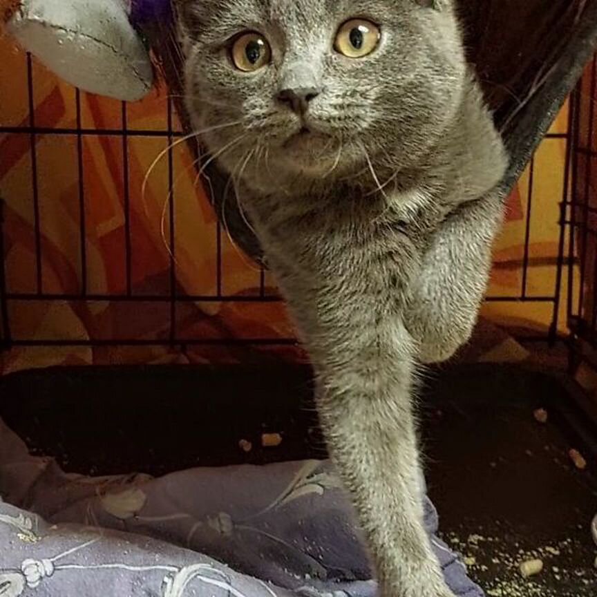 Котенок Евочка