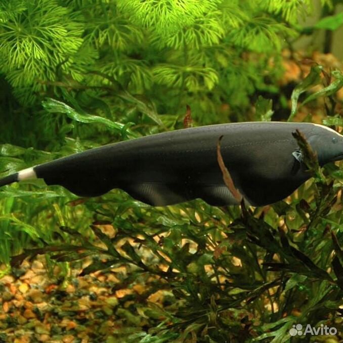 Черный нож Аптеронотус белокаймовый