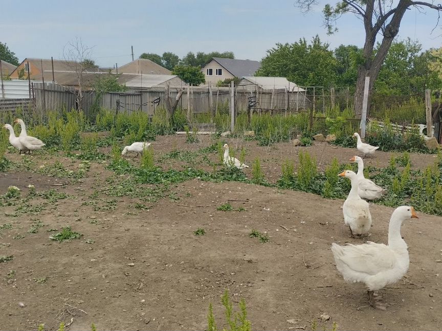 Яйцо гусиное