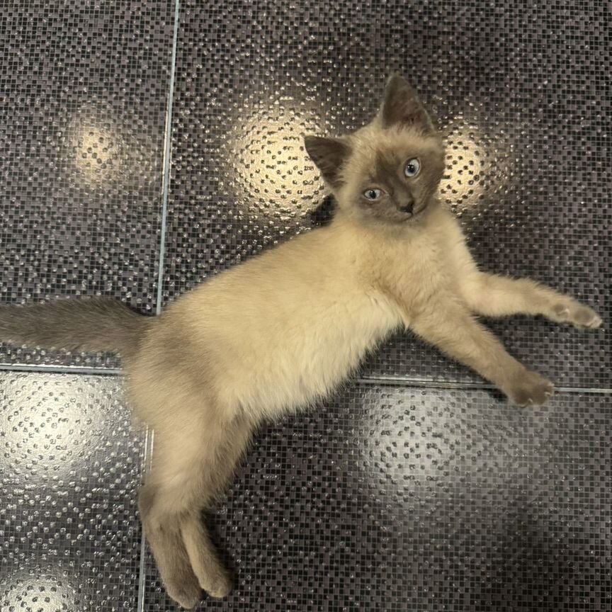 Котенок