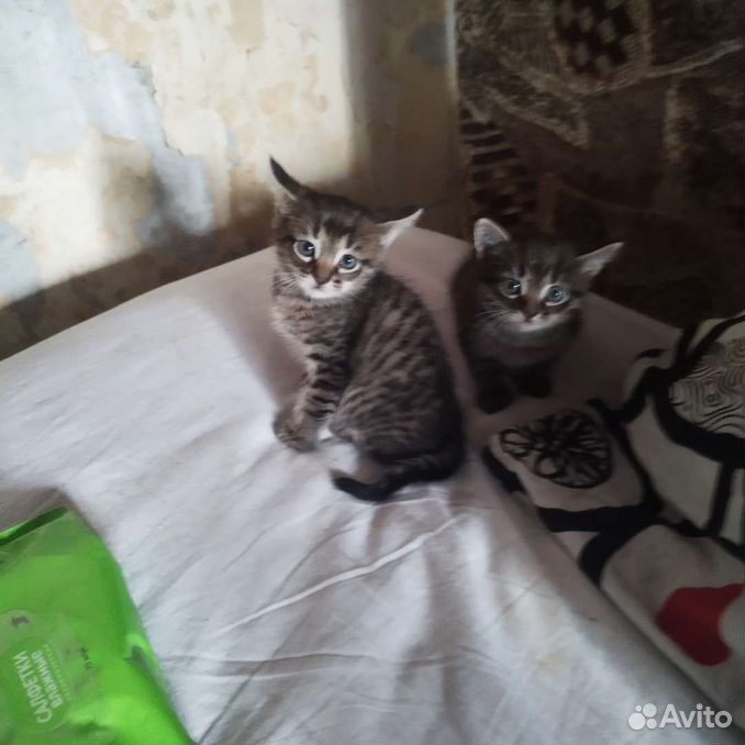 Два котенка братья от одной кошки. Без породы