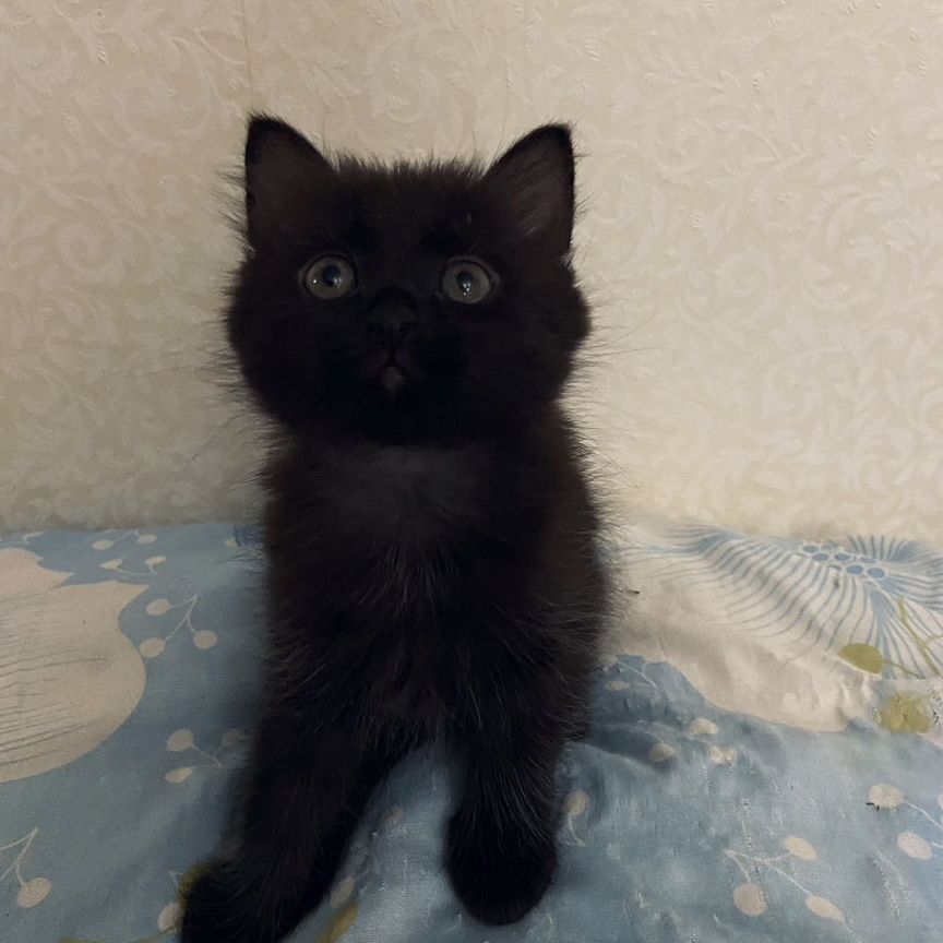 Котенок черный