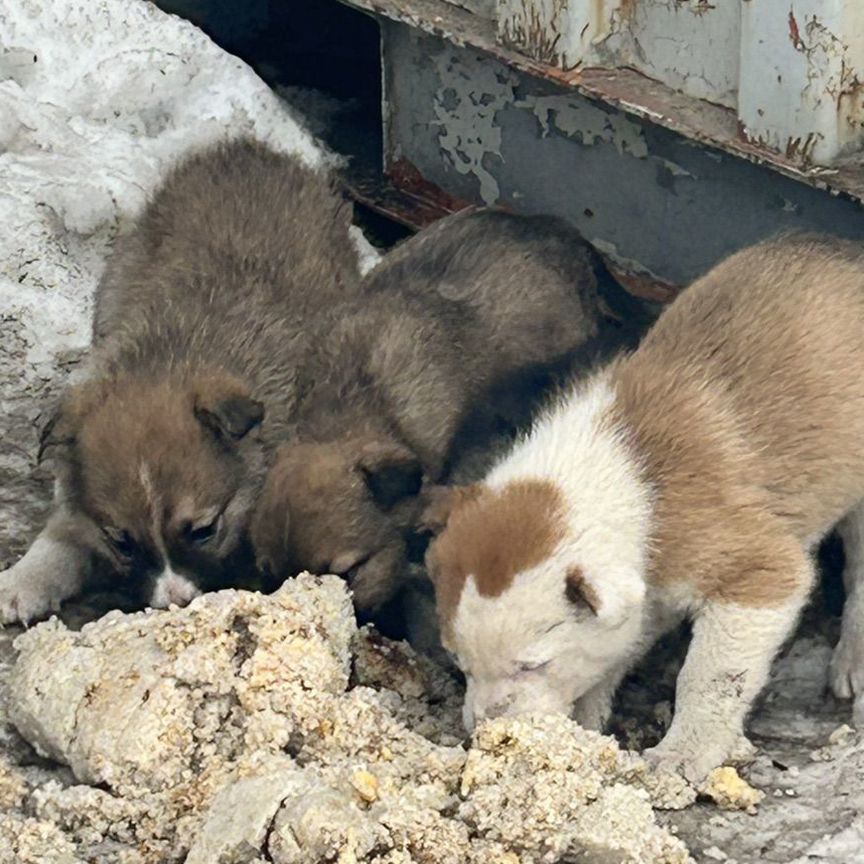 Щенок в добрые руки