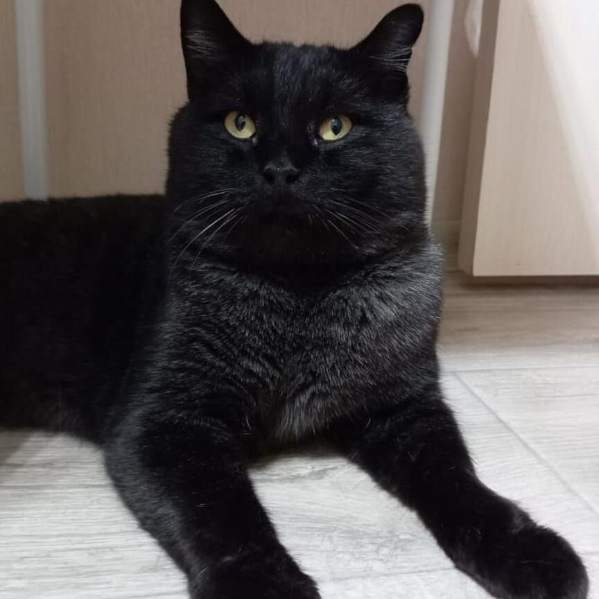 Бархатный кот