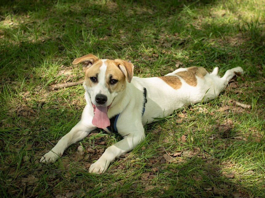 Щенок Ванесса ищет хозяев