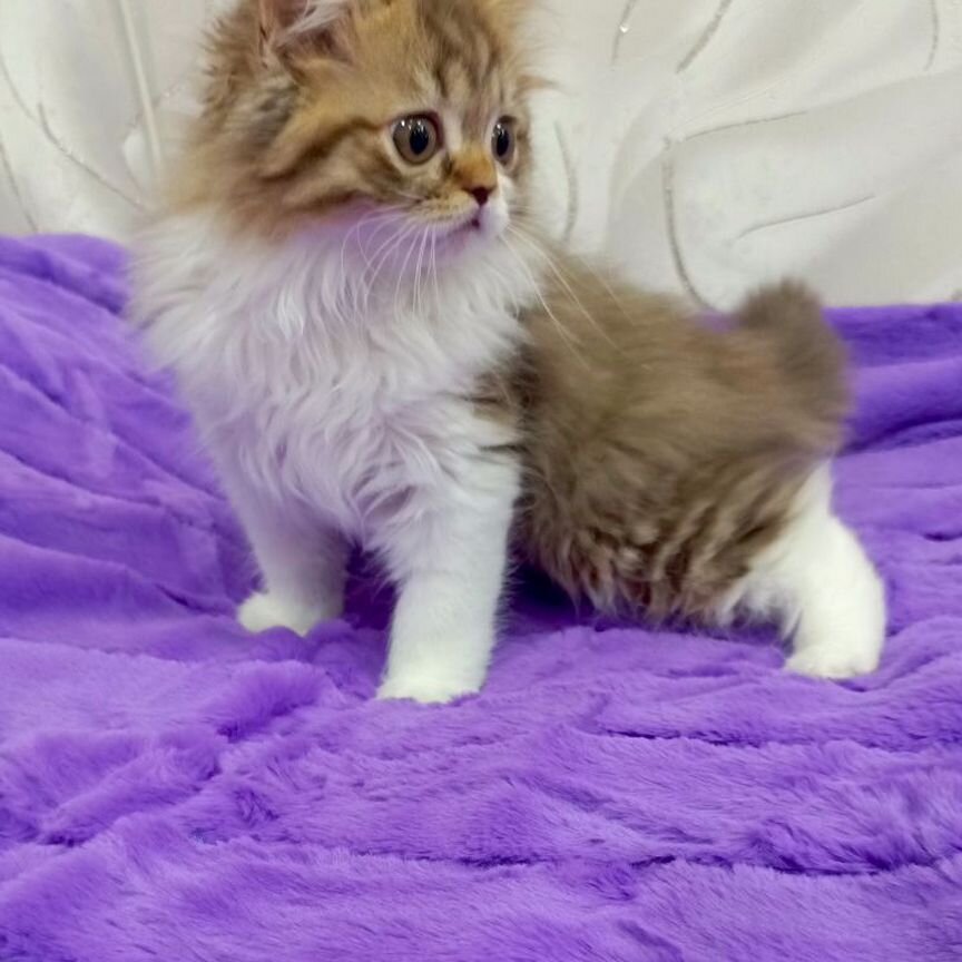 Шотландский прямоухий длинношёрстный котёнок