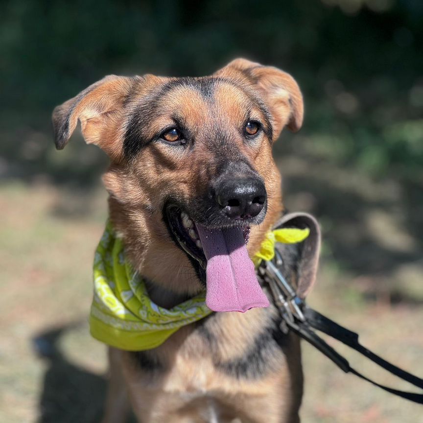 Малышка Флора в добрые руки