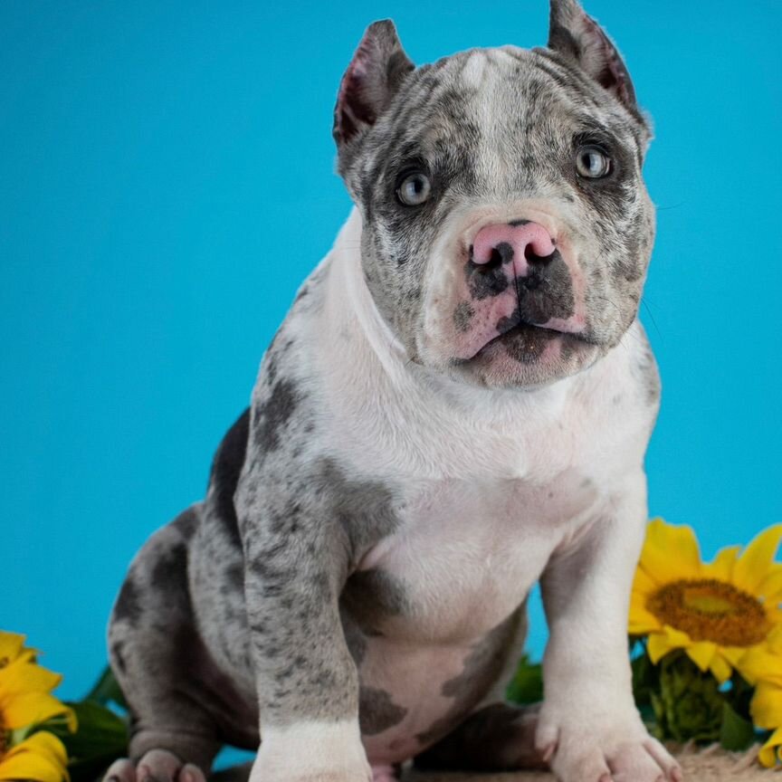Американский Булли щенок