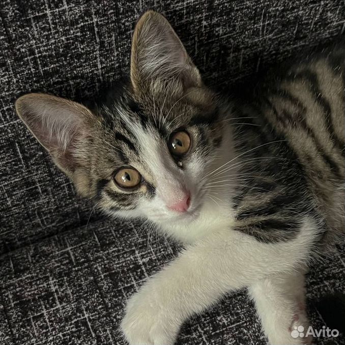 Малыш ищет дом, котёнок 4 месяца