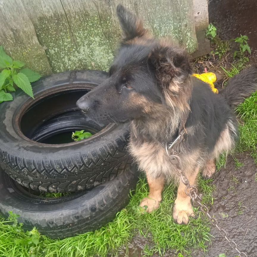 Длинношерстная овчарка