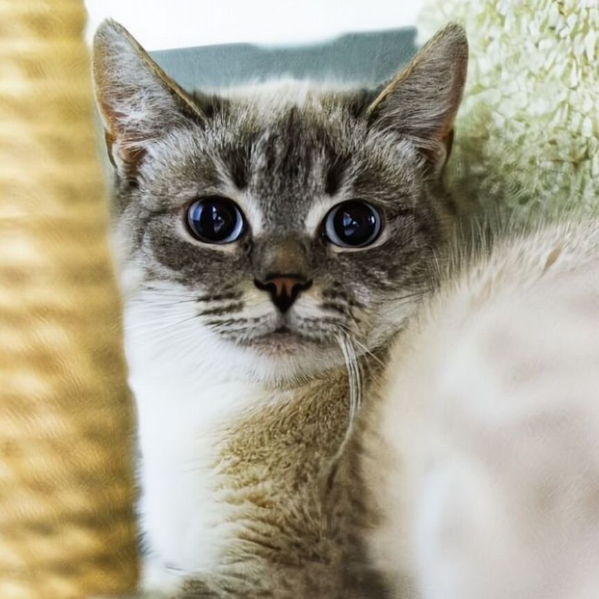 Сиамский котёнок