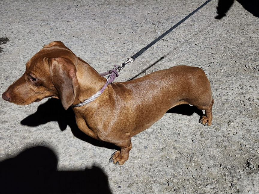 Ищу кобеля таксы для вязки