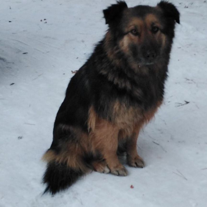 Взрослый пёс в добрые руки