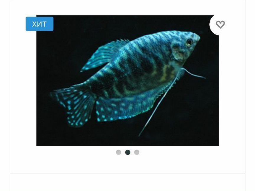 Аквариумные рыбки гурами мраморные