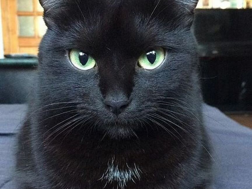 Нуара кошечка в дар