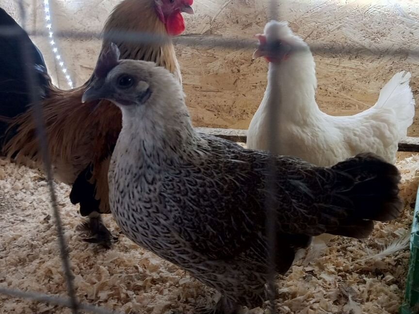 Курочки алтайская бентамка, петя, шёлковые